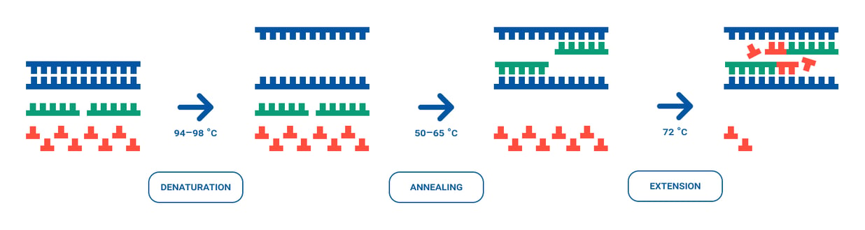 Running PCR in the Lab: Considerations That Matter