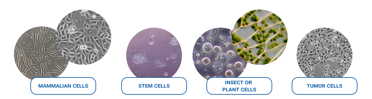 What Is Cytology? Exploring Cell-Based Research and Lab Essentials