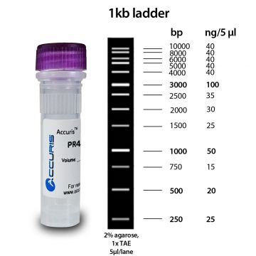 DNA Ladders & Safestain | DNA & RNA